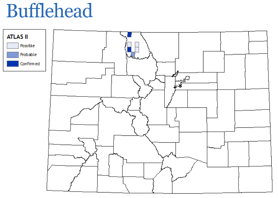 Nature Almanac: Tiny Divers. . . Buffleheads! — Boulder County Audubon