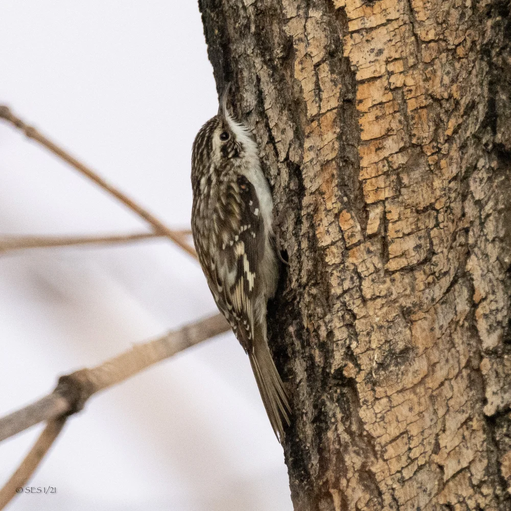 January Nature Almanac: It’s a Mouse, It’s a Bird, It’s a BROWN CREEPER ...