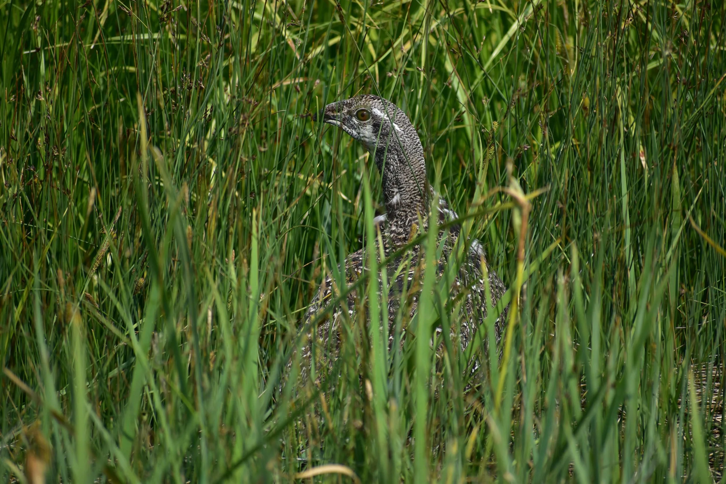Arapaho National Wildlife Refuge: Discover a unique wildlife and ...