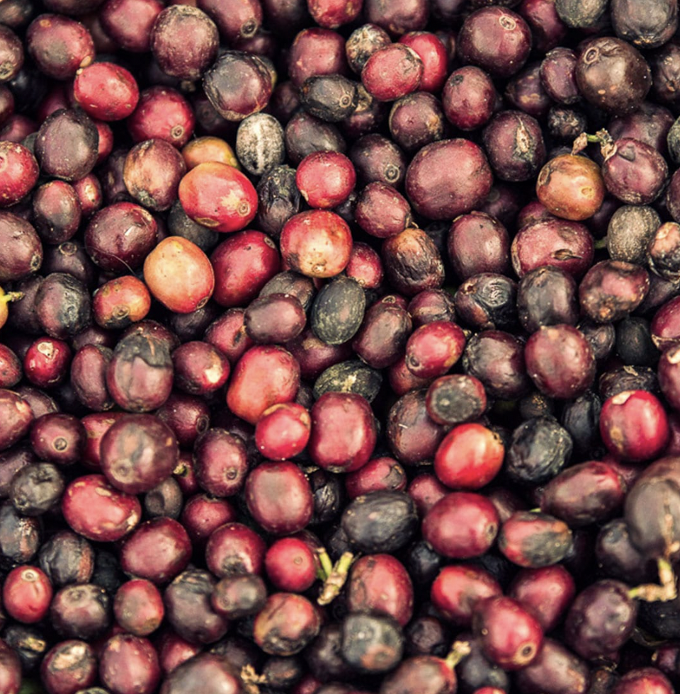 Specialty Coffee Roaster | 15grams