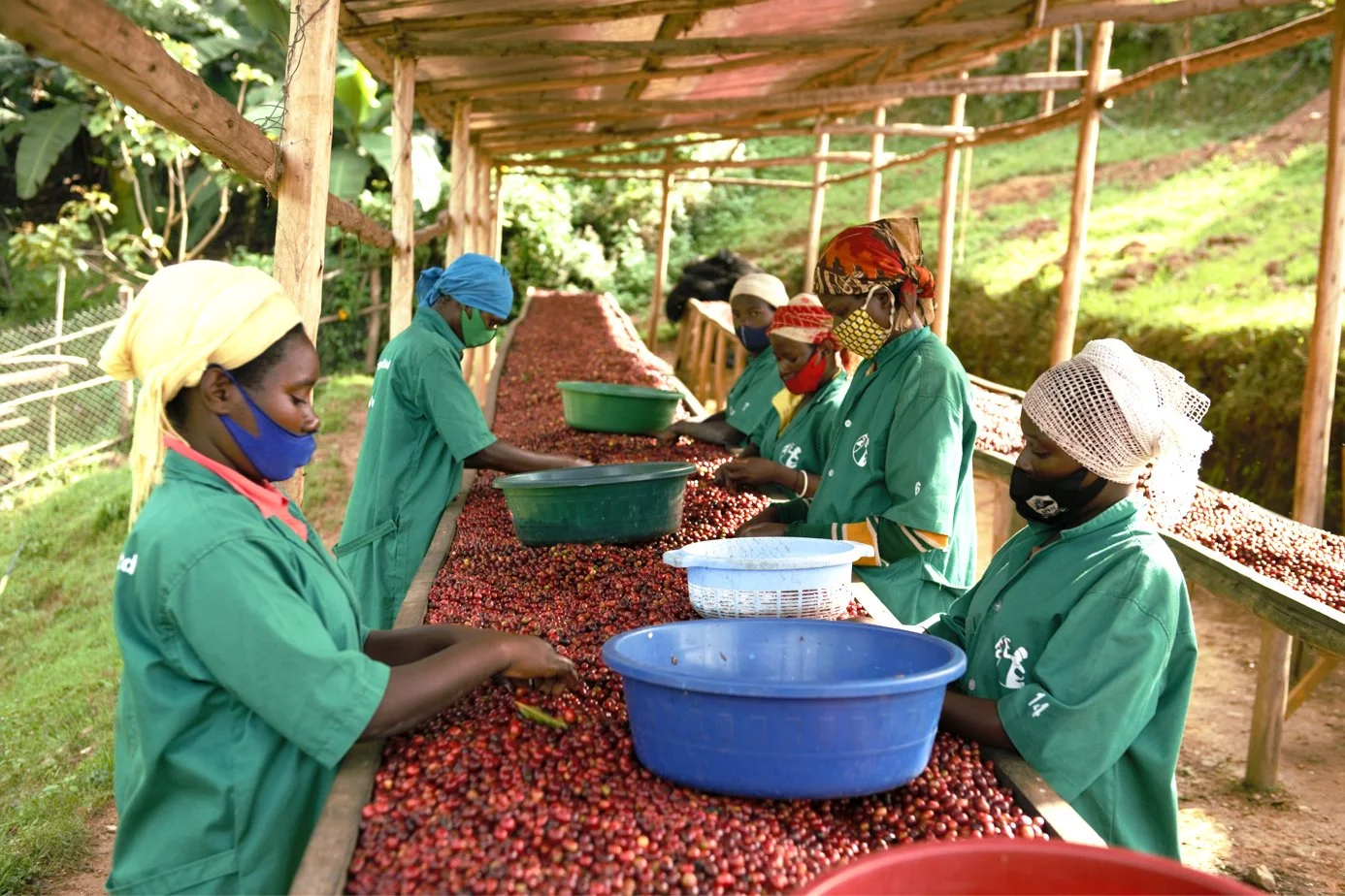 Specialty Coffee Roaster | 15grams