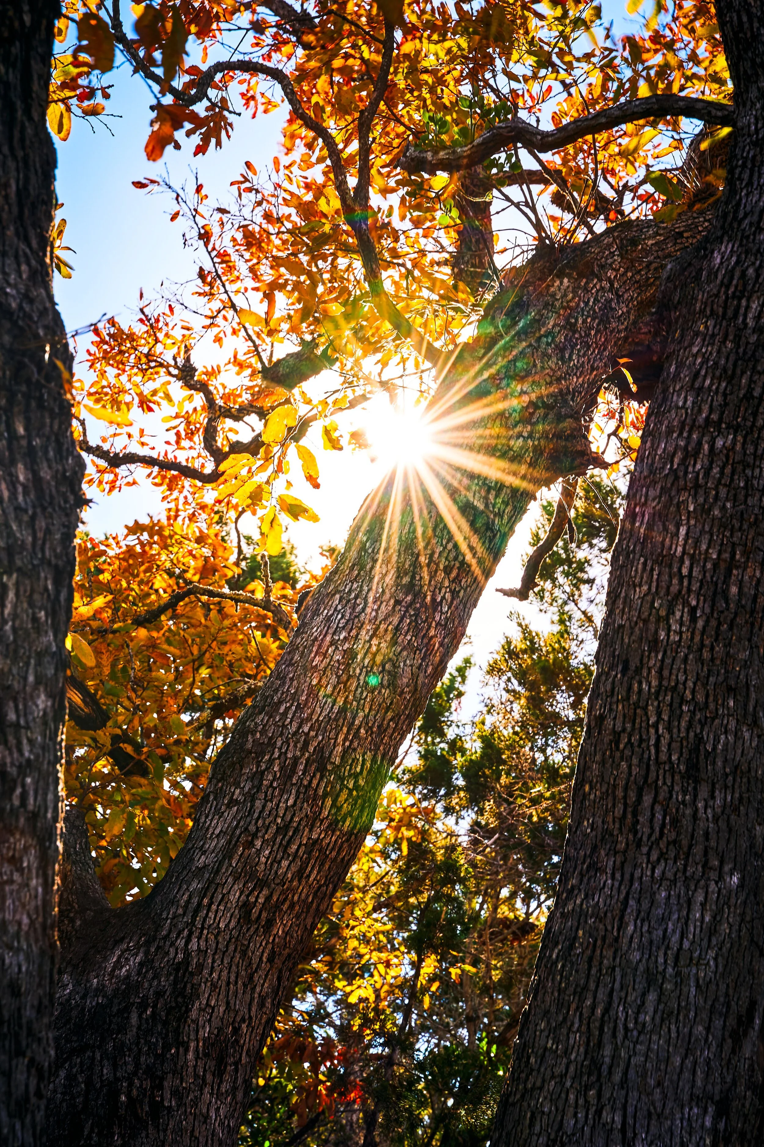 Lost Maple State Natural Area — Charlotte et Jeremy