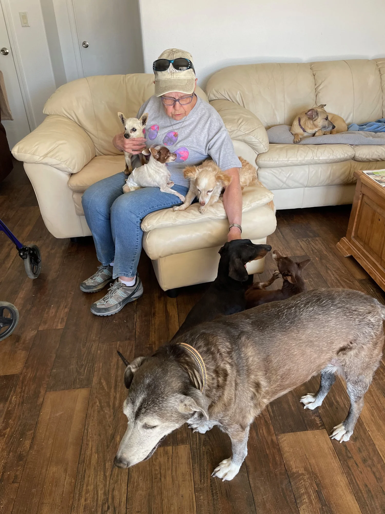 Volunteer — Old Souls Animal Rescue and Retirement Home | Tucson, Arizona