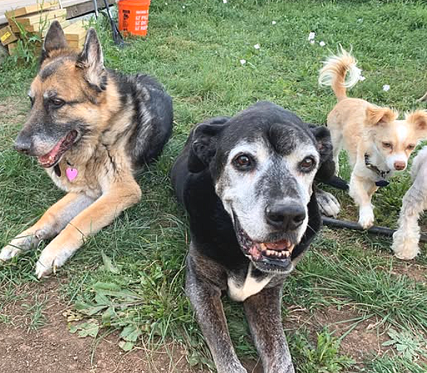 Camp Old Souls - Pet-sitting & Boarding — Old Souls Animal Rescue and ...