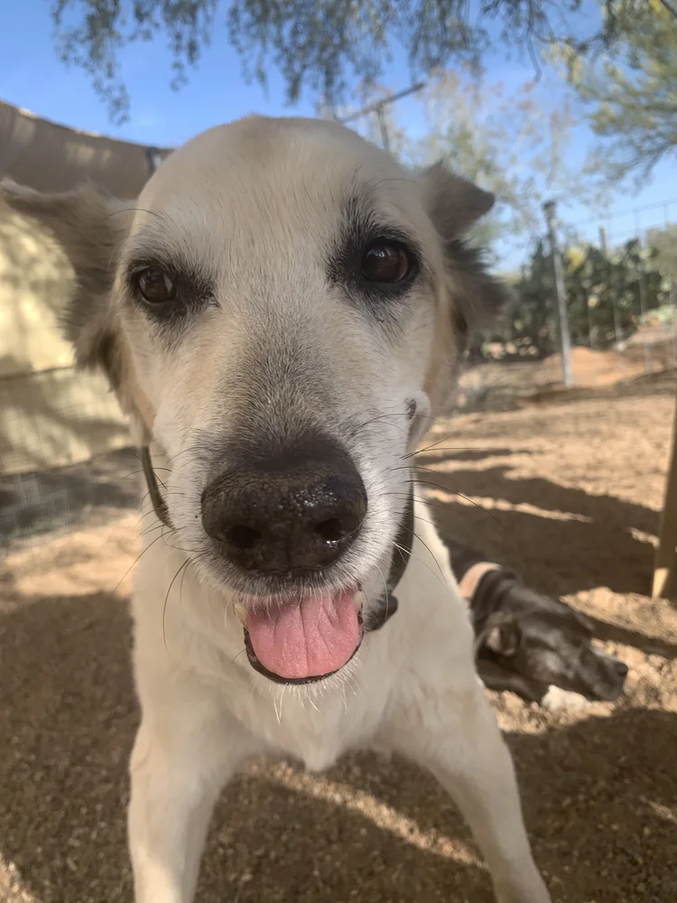 Old Souls Animal Rescue and Retirement Home | Tucson, Arizona