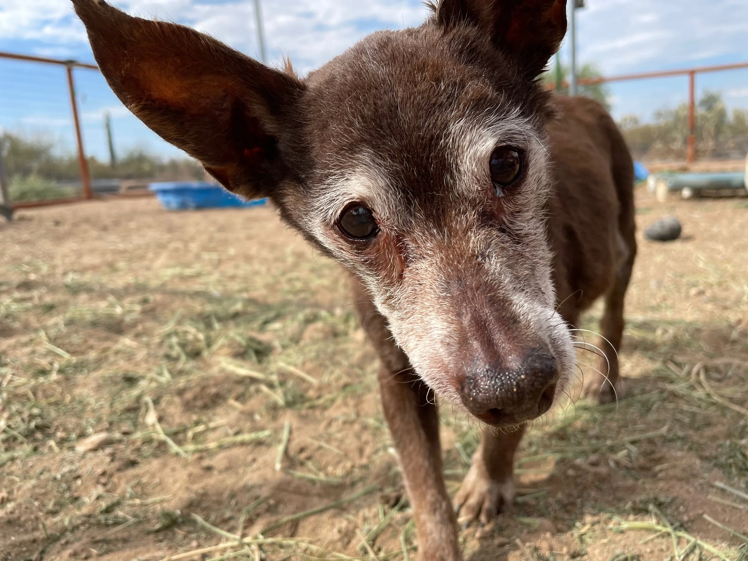 Donate — Old Souls Animal Rescue and Retirement Home | Tucson, Arizona