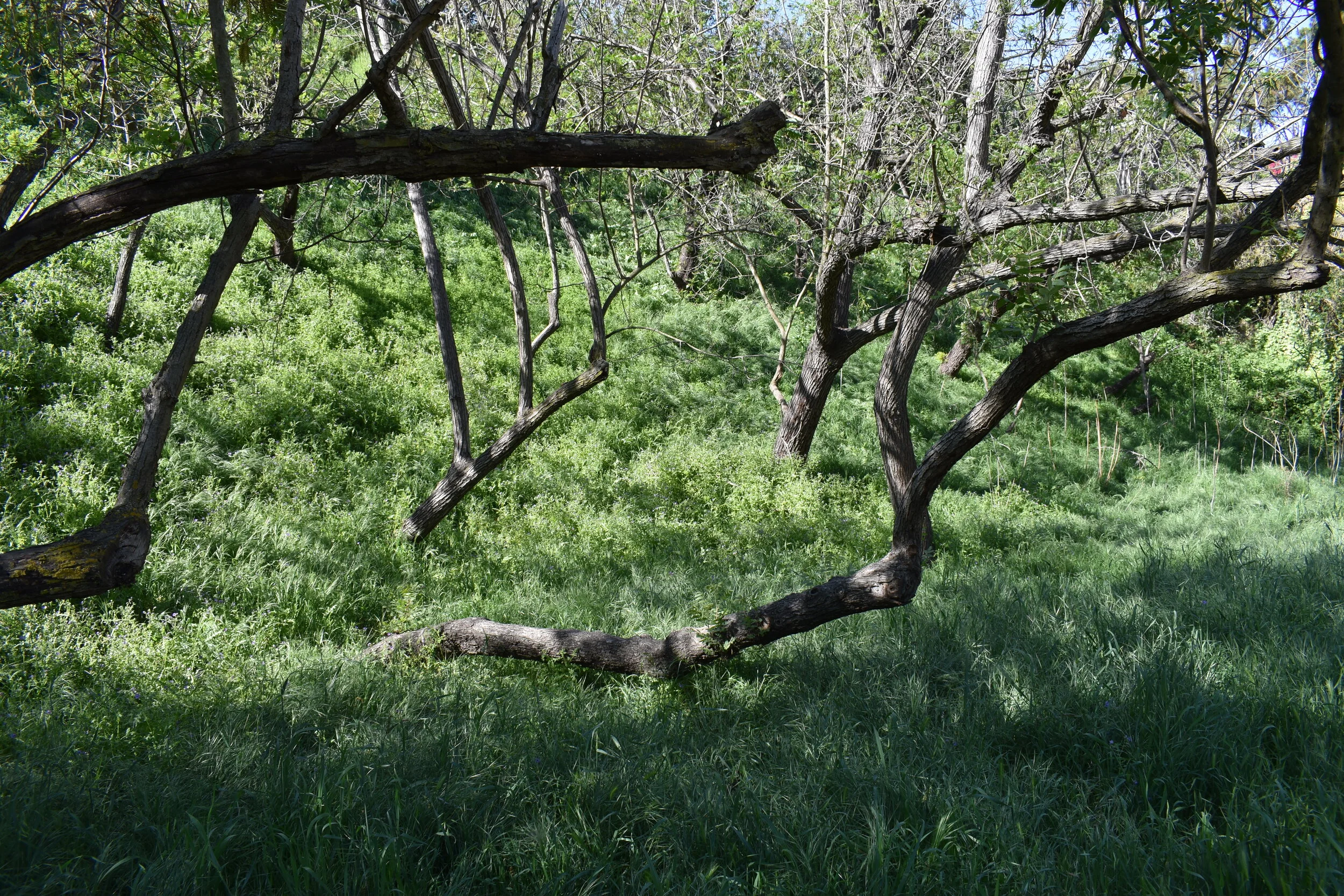 North East Trees