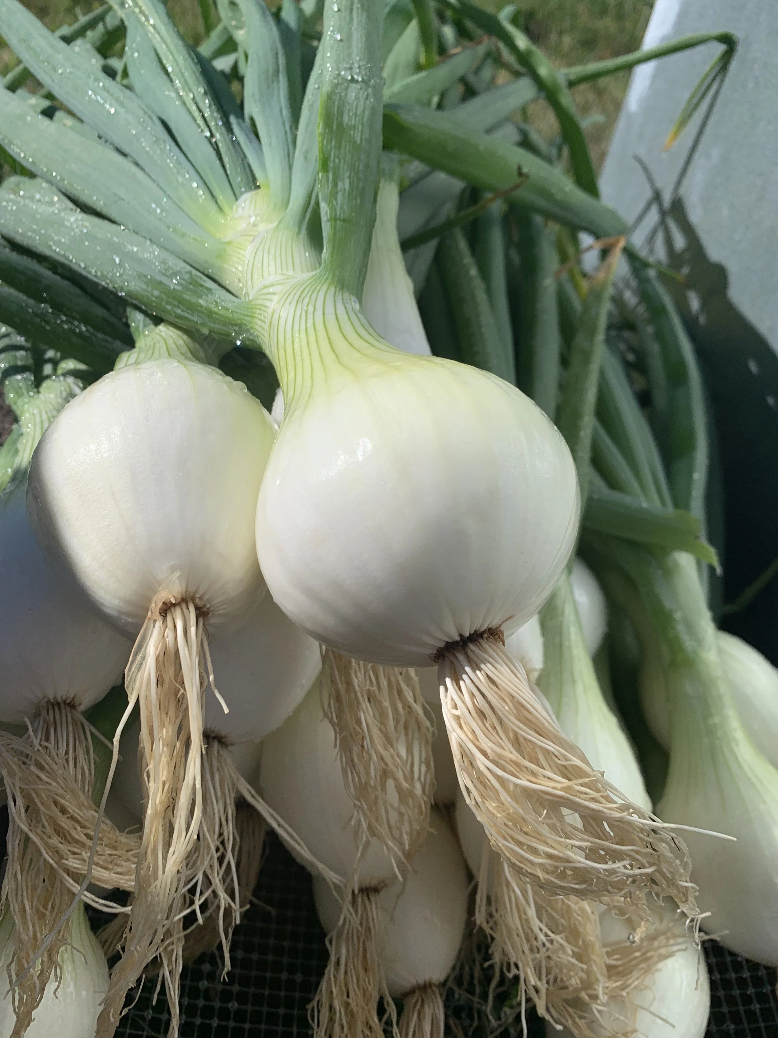 Order Fresh Farm Produce — FARM SOL