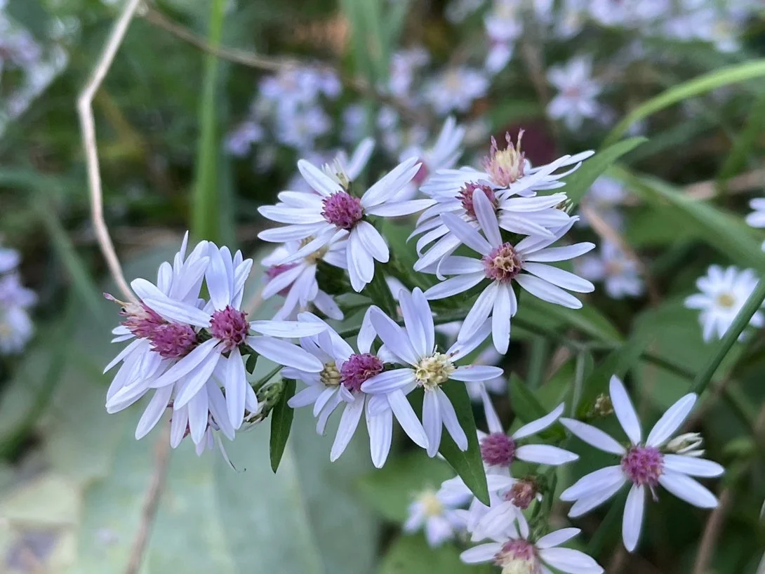 For the Love of Asters: One of the Best Autumn Pollinator Plants ...