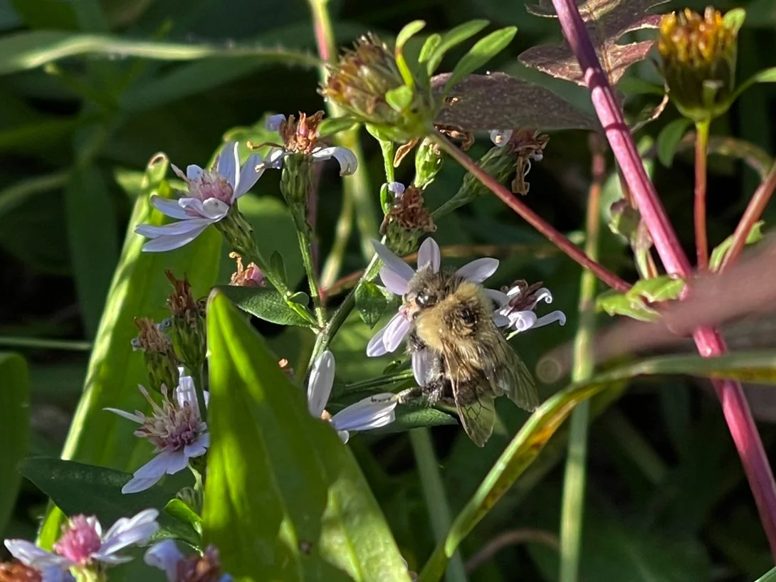 For the Love of Asters: One of the Best Autumn Pollinator Plants ...