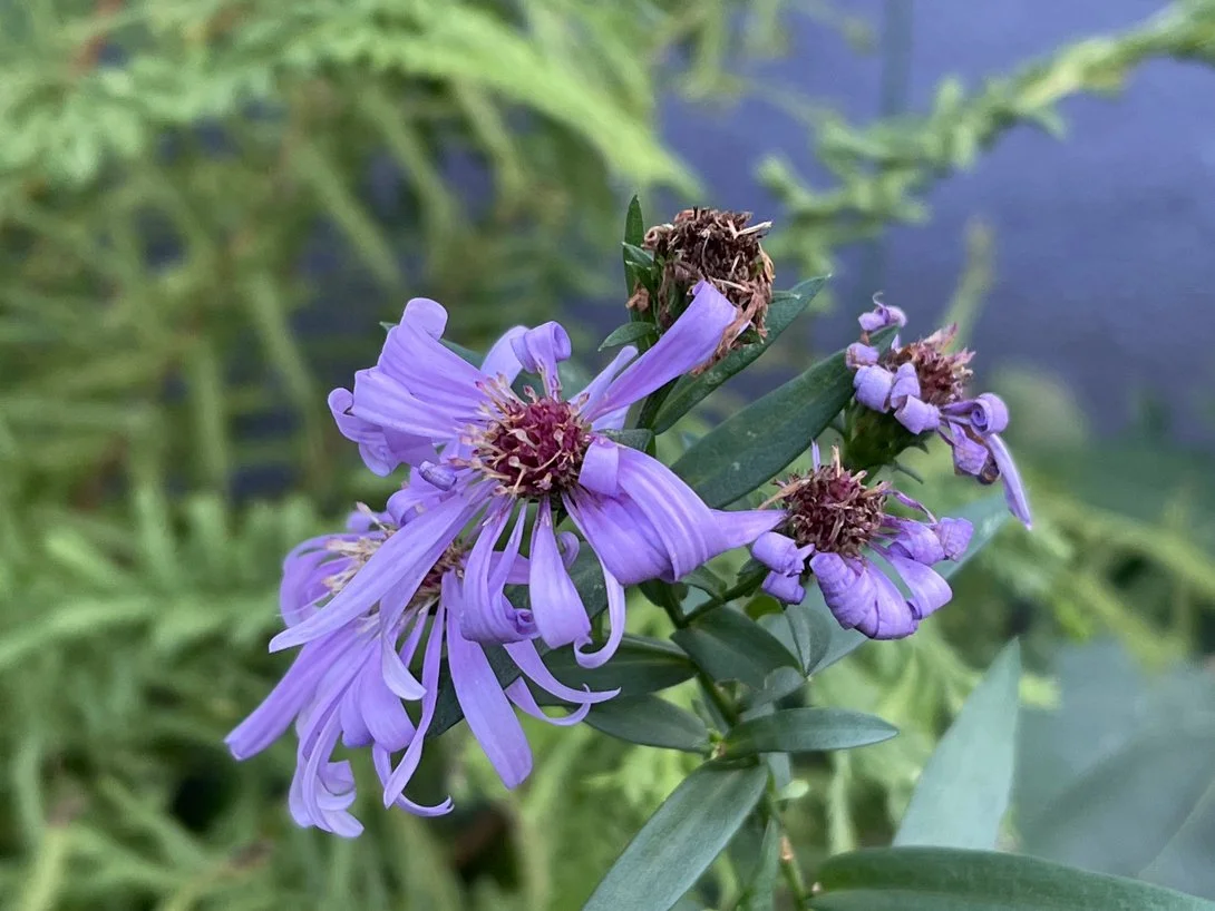 For the Love of Asters: One of the Best Autumn Pollinator Plants ...