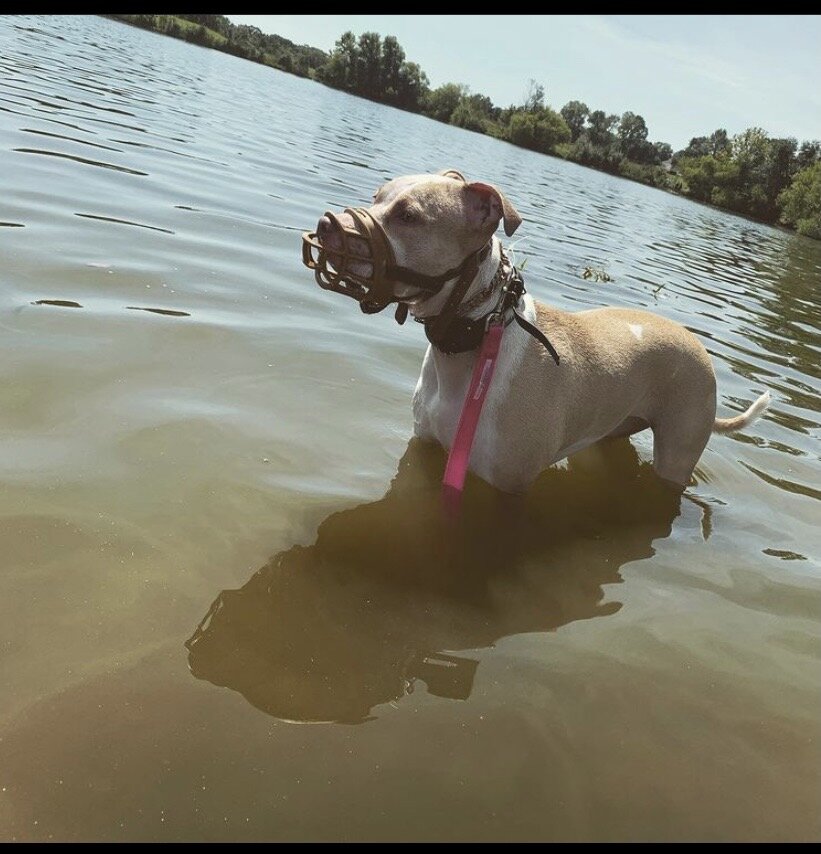 Valhalla Dog Training