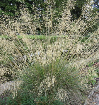Stipa Gigantea