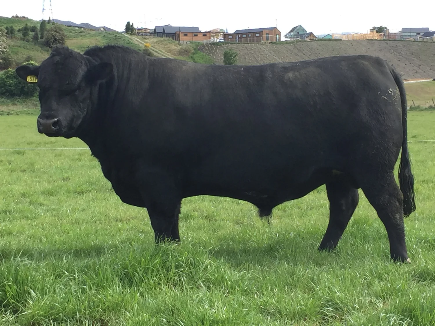 Kincardine Sires — Kincardine Angus