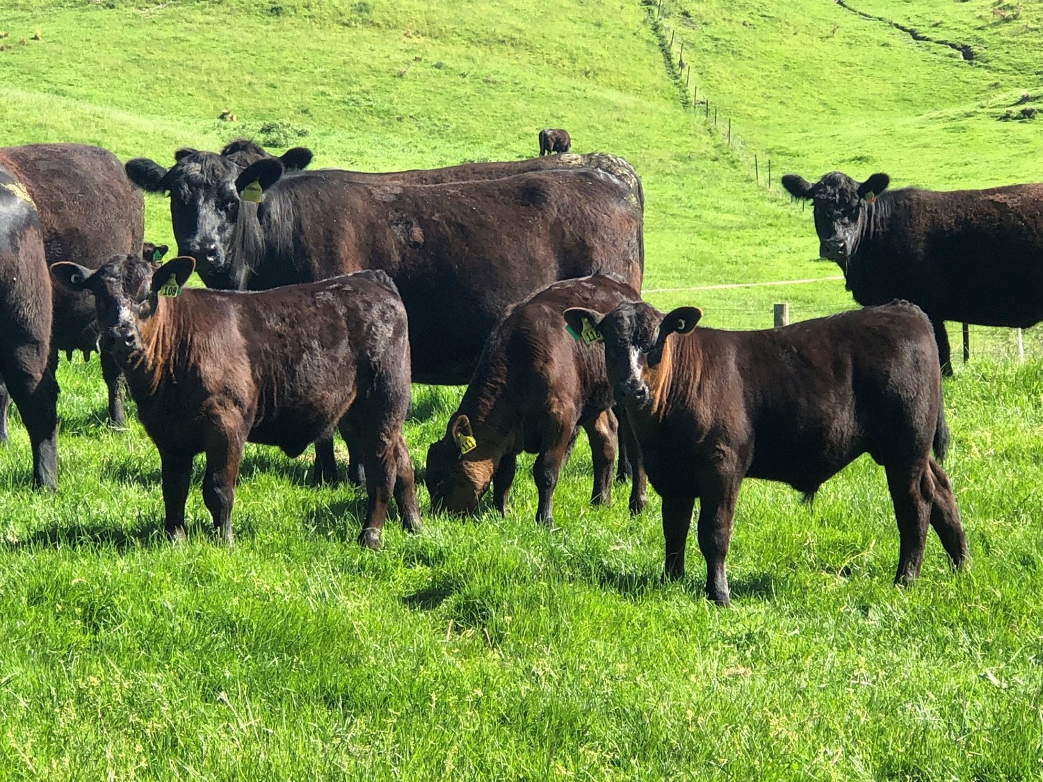 Key bloodlines — Kincardine Angus