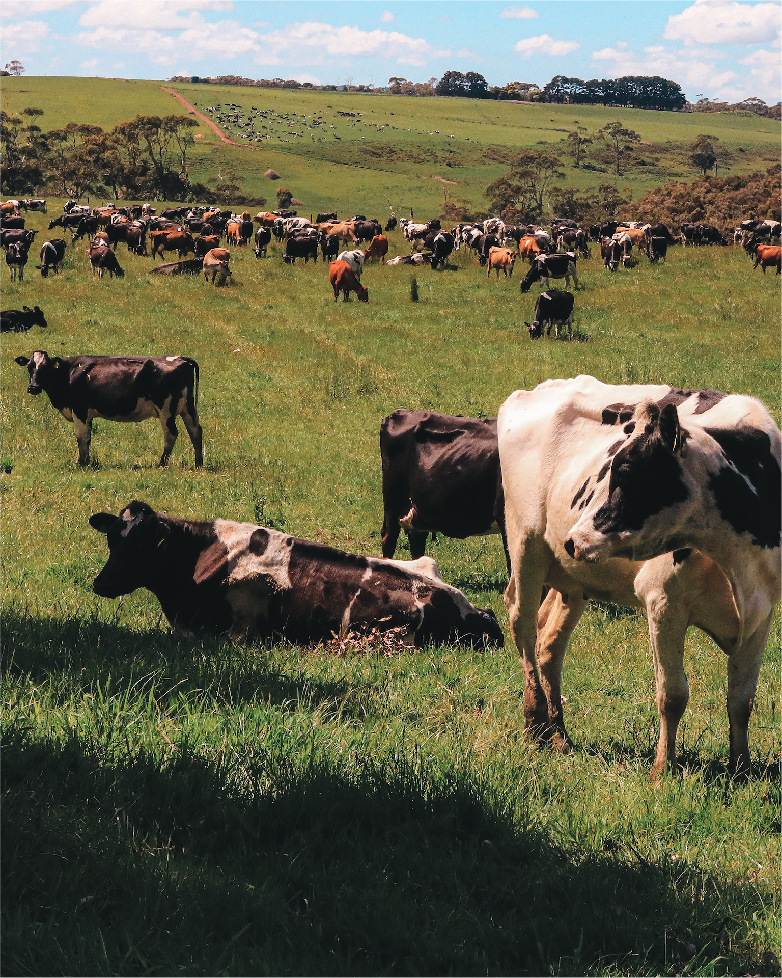 Tours — Schulz Organic Creamery & Cafe