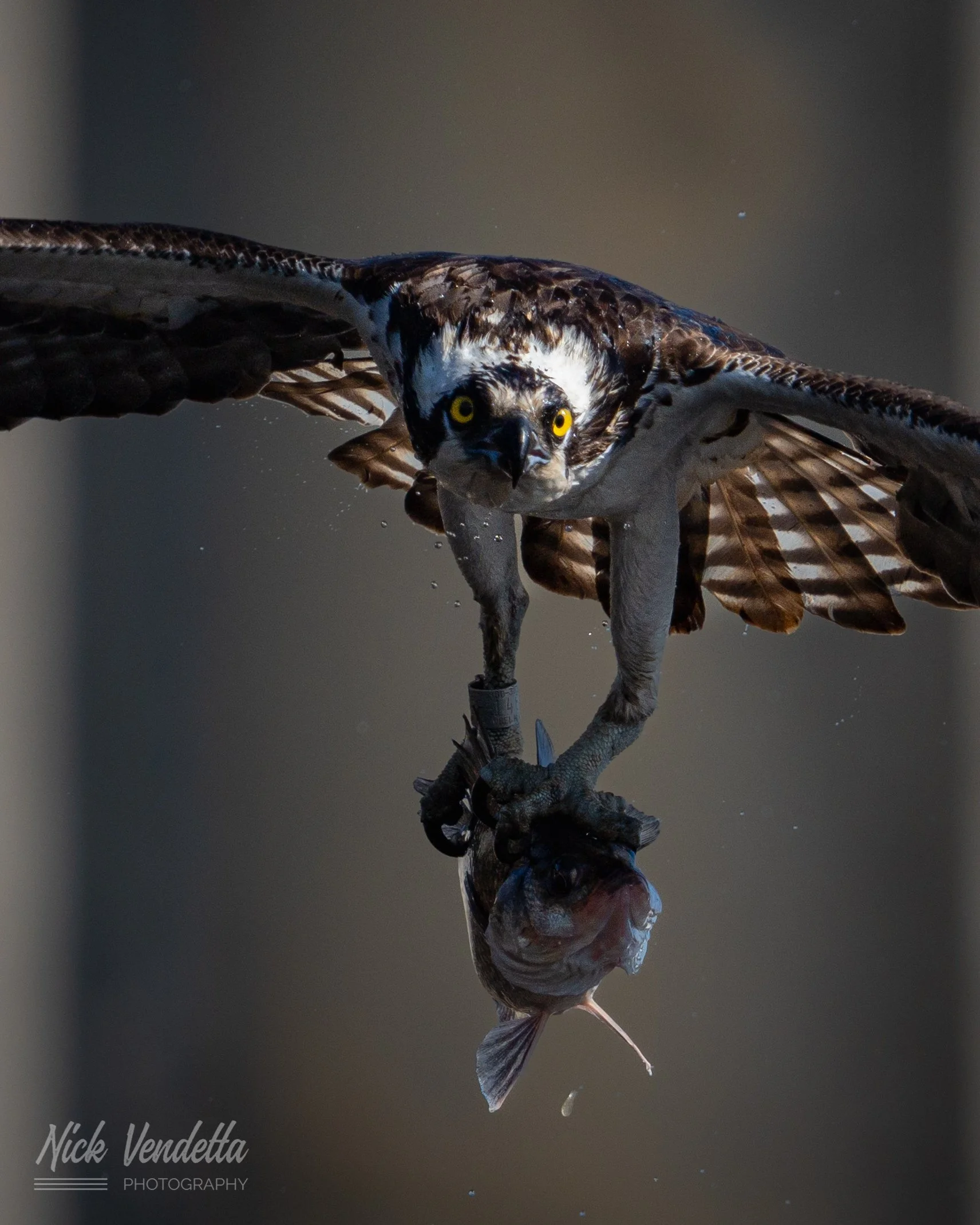 Nick Vendetta | New Jersey based Photographer