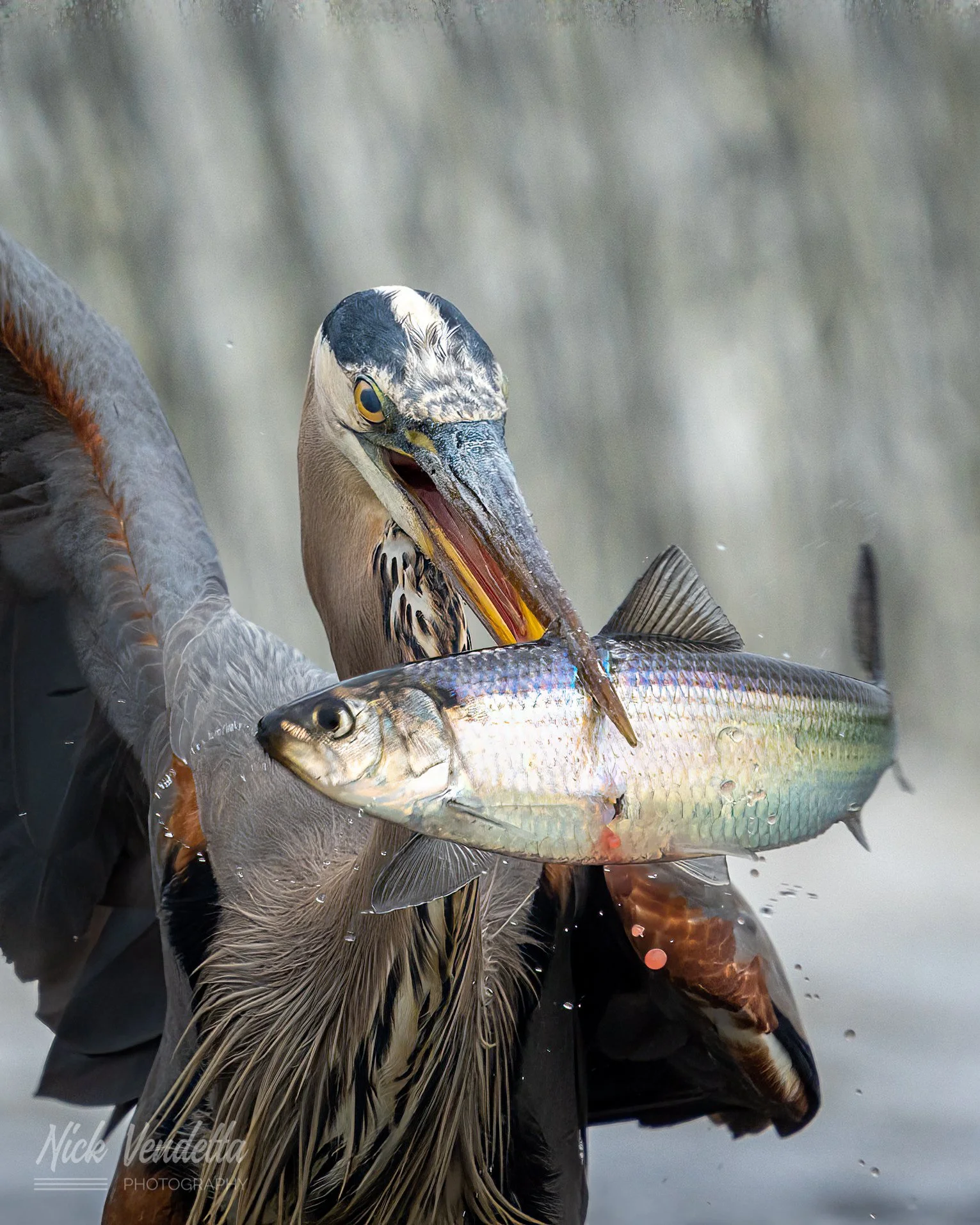 Nick Vendetta | New Jersey based Photographer