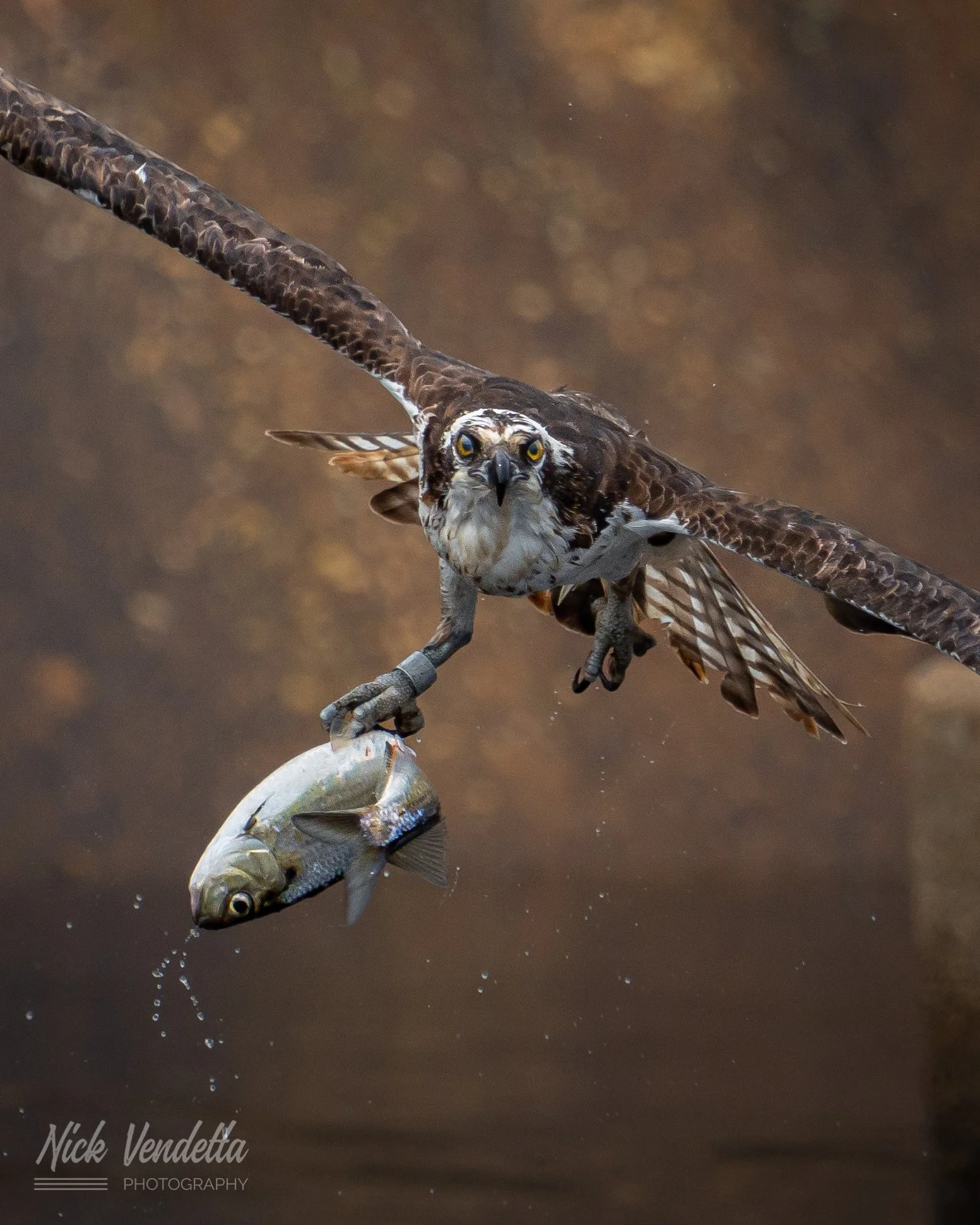 Nick Vendetta | New Jersey based Photographer