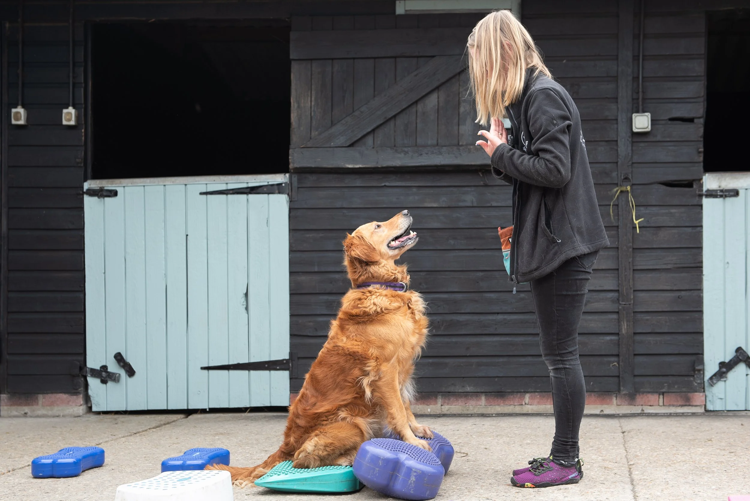 An introduction to canine conditioning — Optimus Therapy Tech