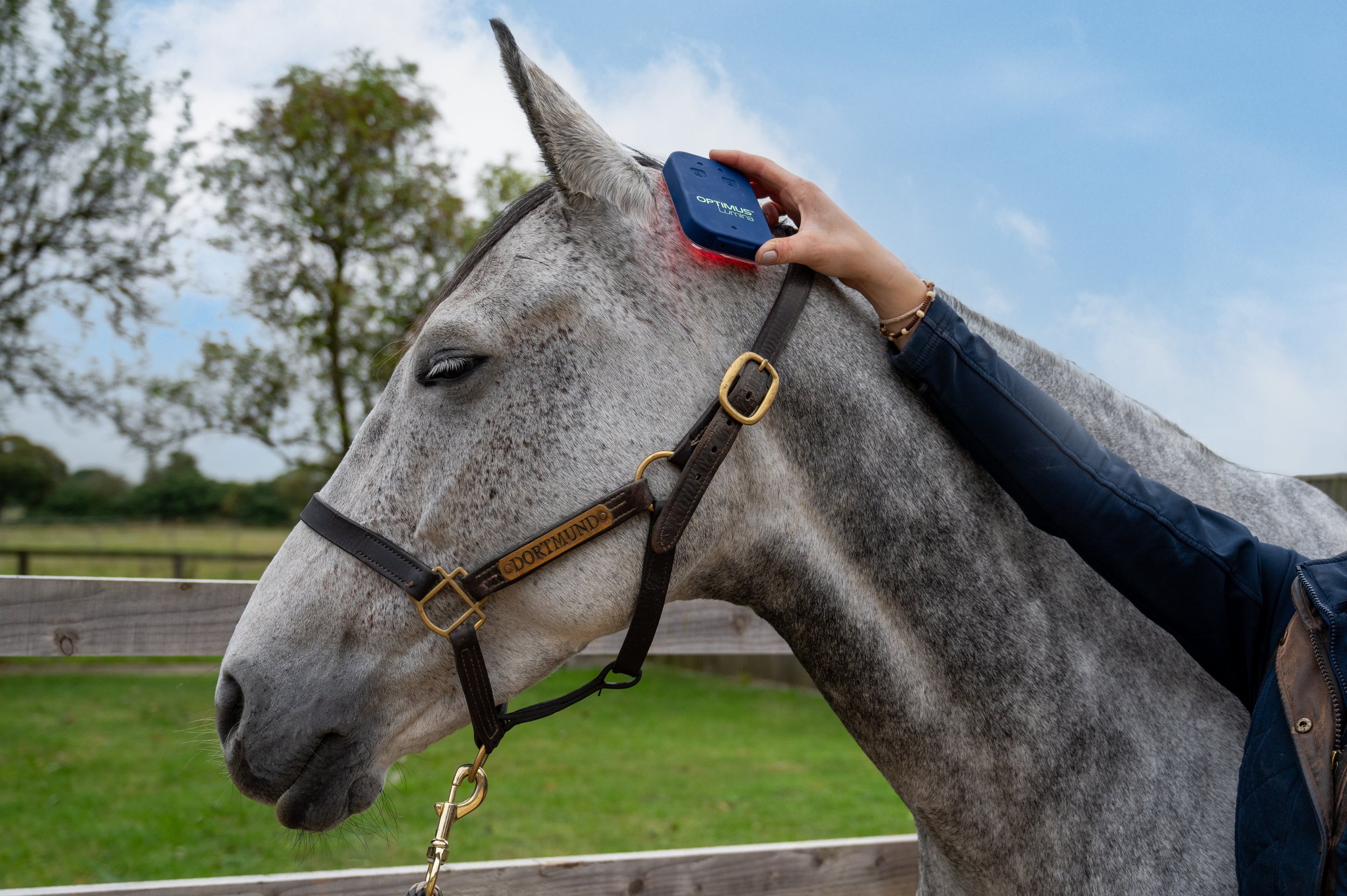 Benefits of light therapy for horses — Optimus Therapy Tech