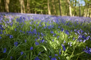 Filming — Breamore Estate