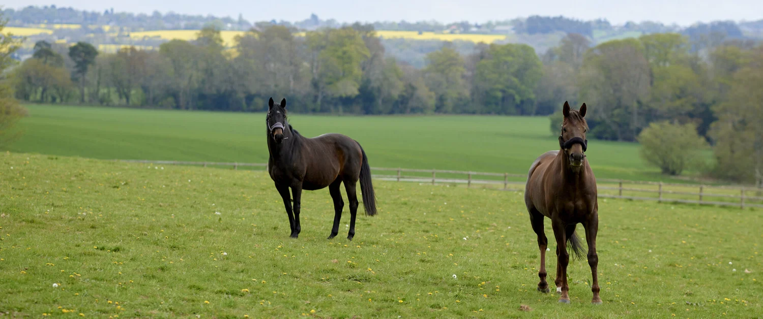 Filming — Breamore Estate