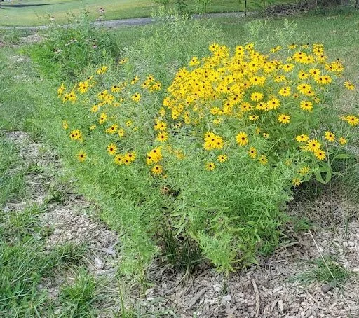 Weed Ordinance at Work — Jefferson County Conservation District