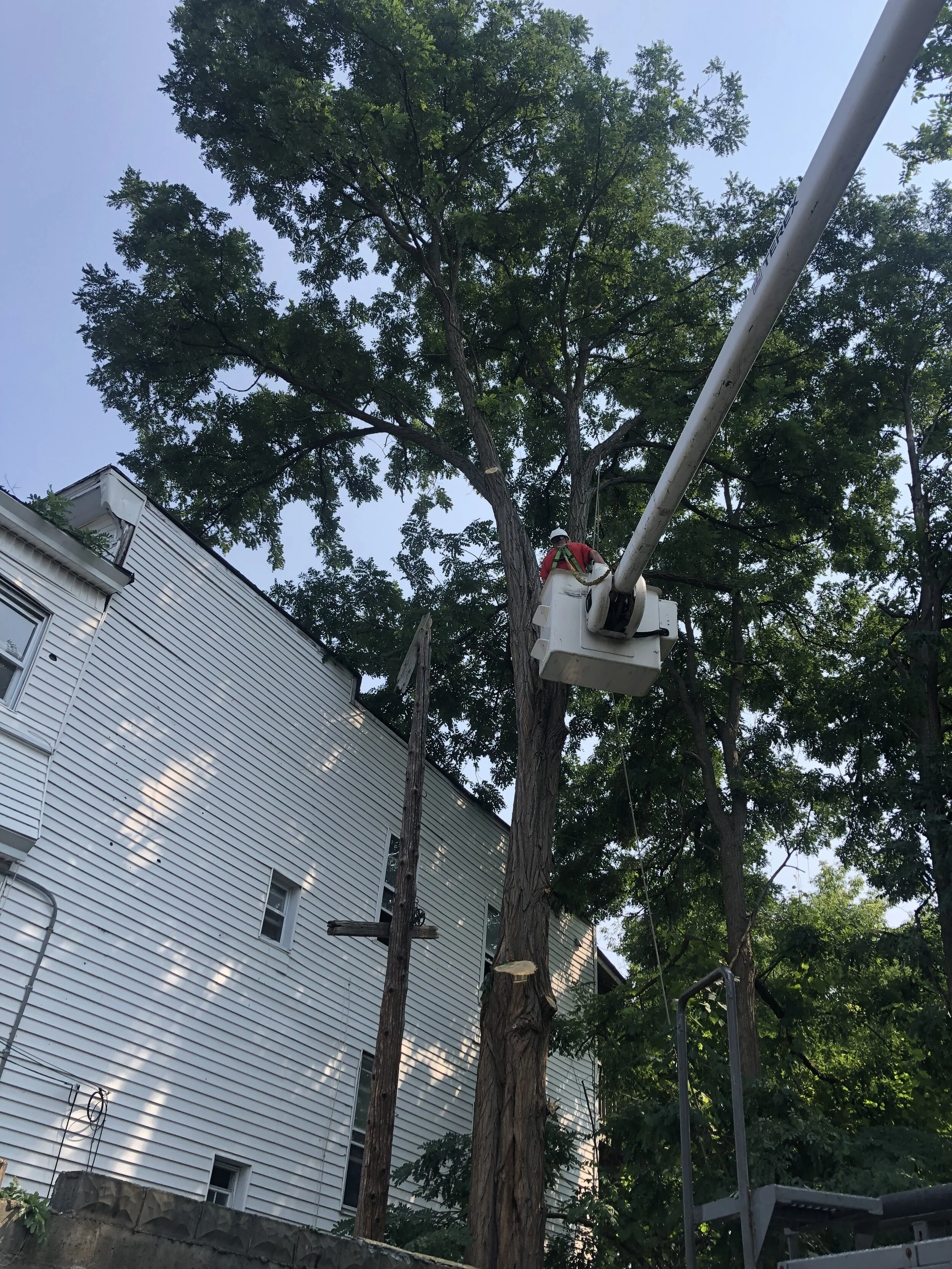 All Things Trees | Trimming, Removal, Pruning, & Shaping - NY Capital ...