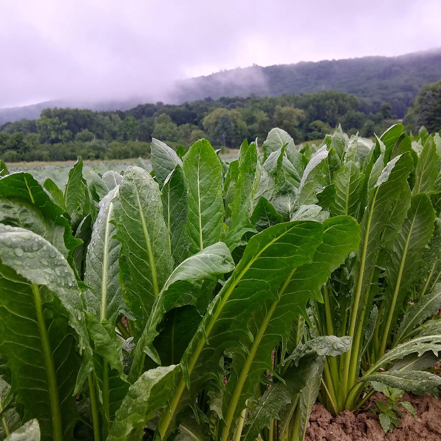 Wholesale — Atlas Farm