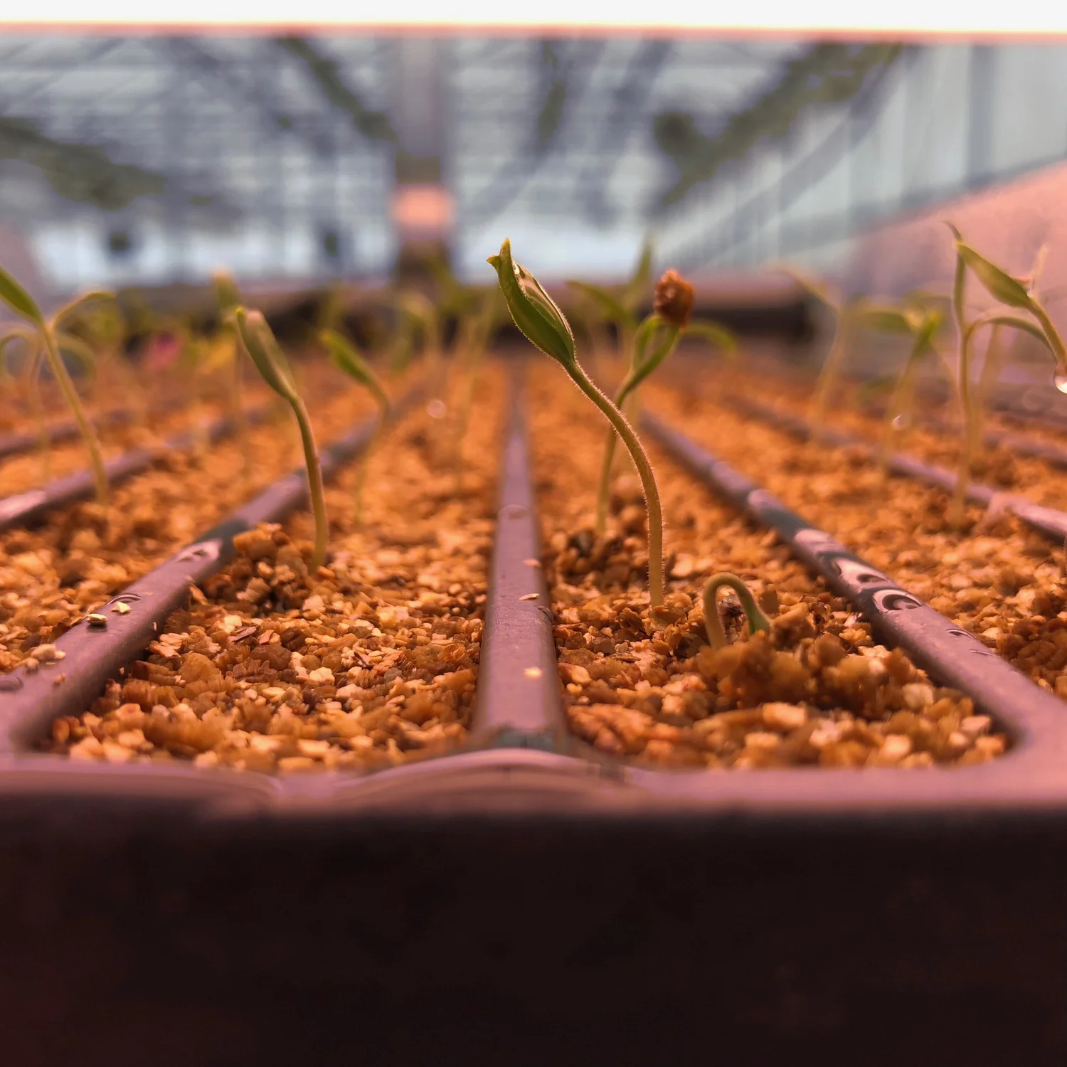 Gallery 2 — Atlas Farm