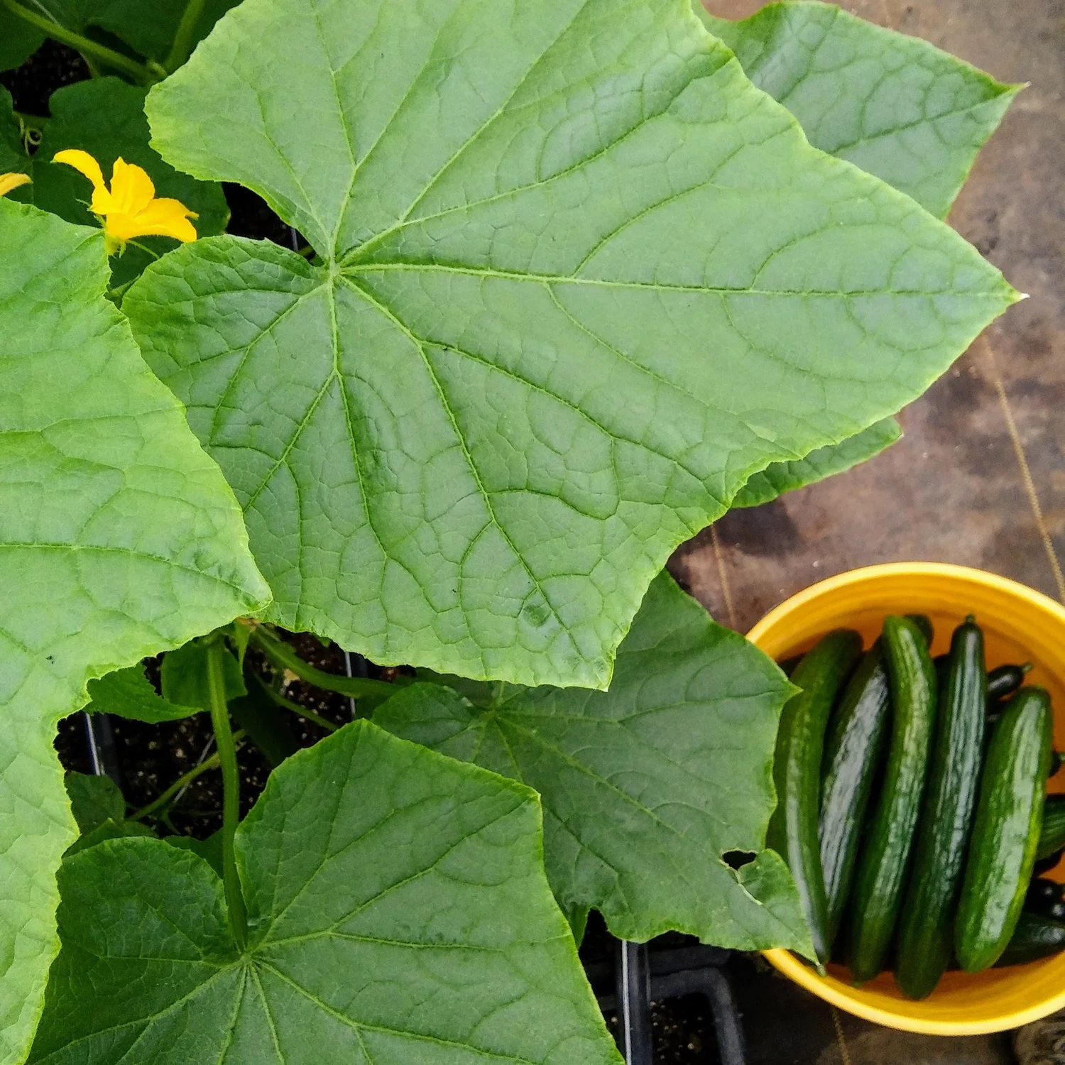 Gallery 2 — Atlas Farm