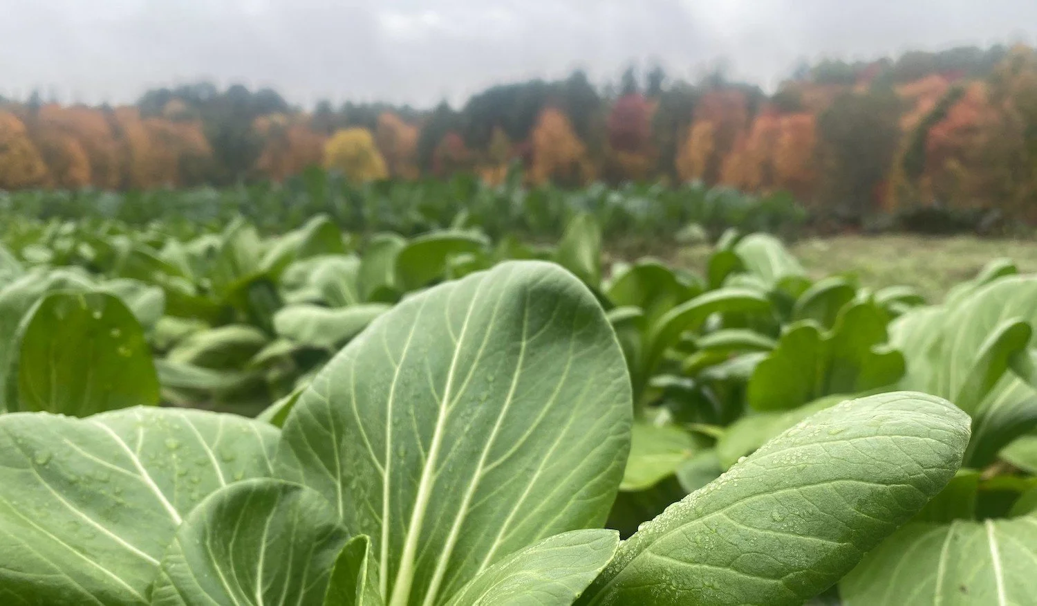 Wholesale — Atlas Farm