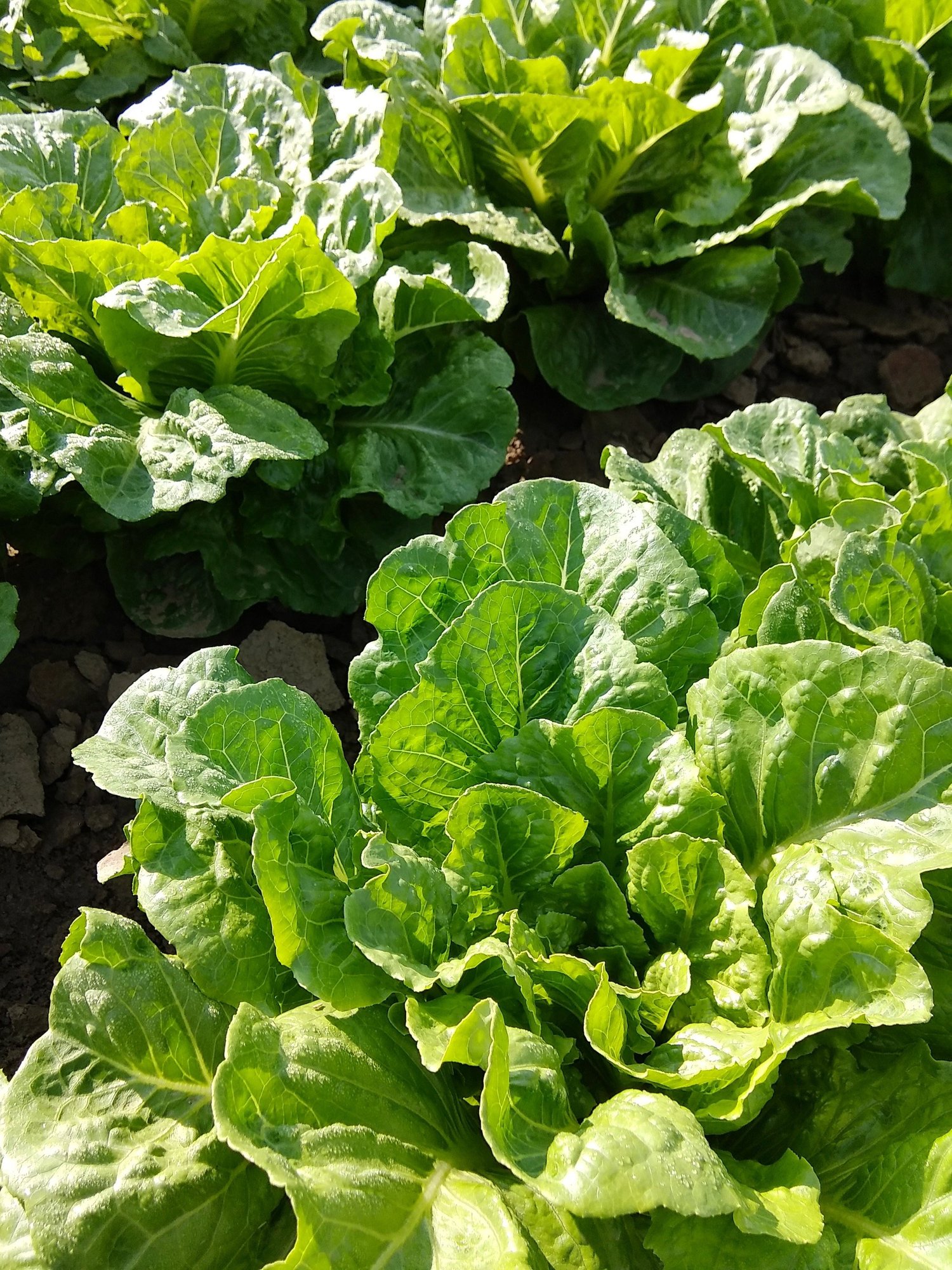 Gallery 2 — Atlas Farm