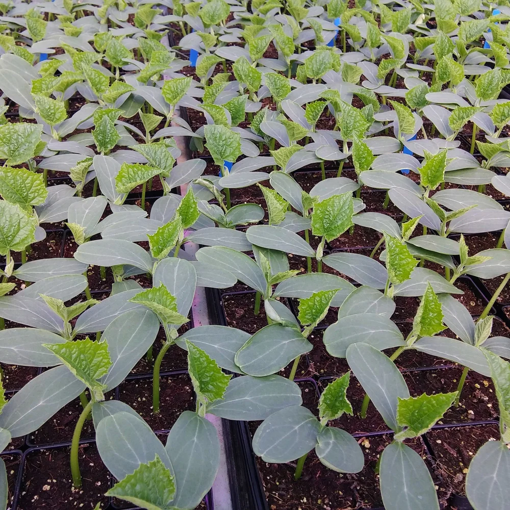 Gallery 2 — Atlas Farm