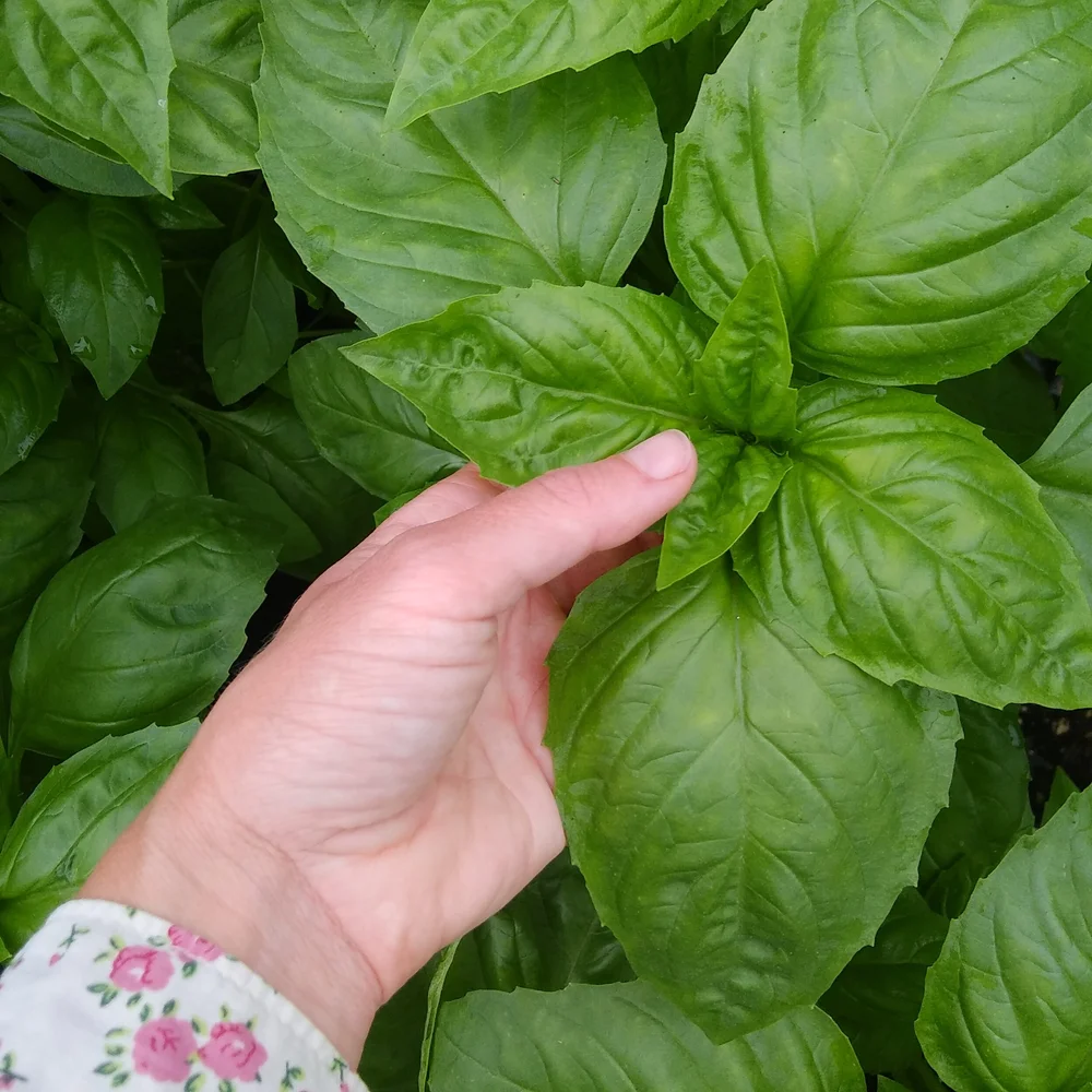 Wholesale — Atlas Farm