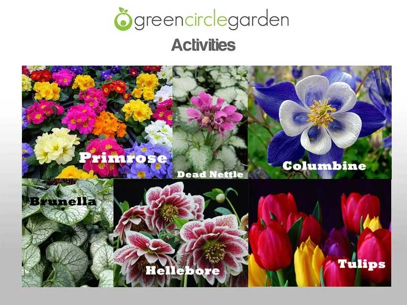 6 Great plants for Early Spring Appeal — Green Circle Accessible ...