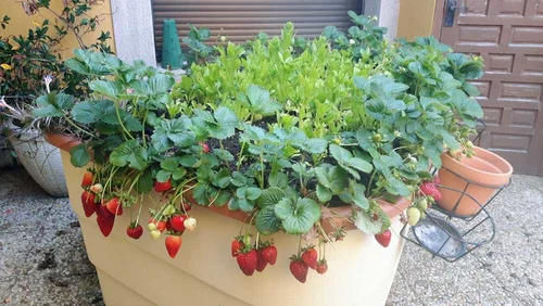 ADA Garden Landscape — Green Circle Accessible Gardens | Wheelchair ...