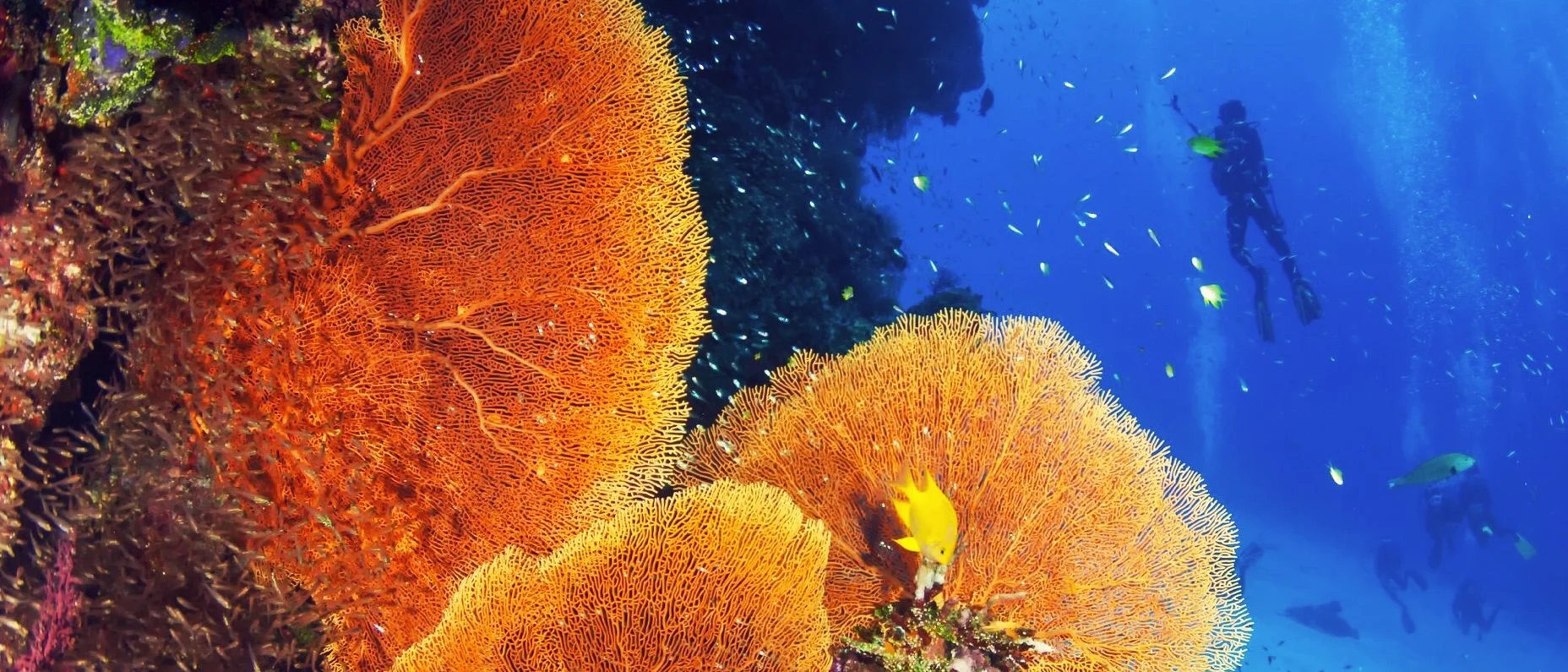 Blog 2 — SOS Diving