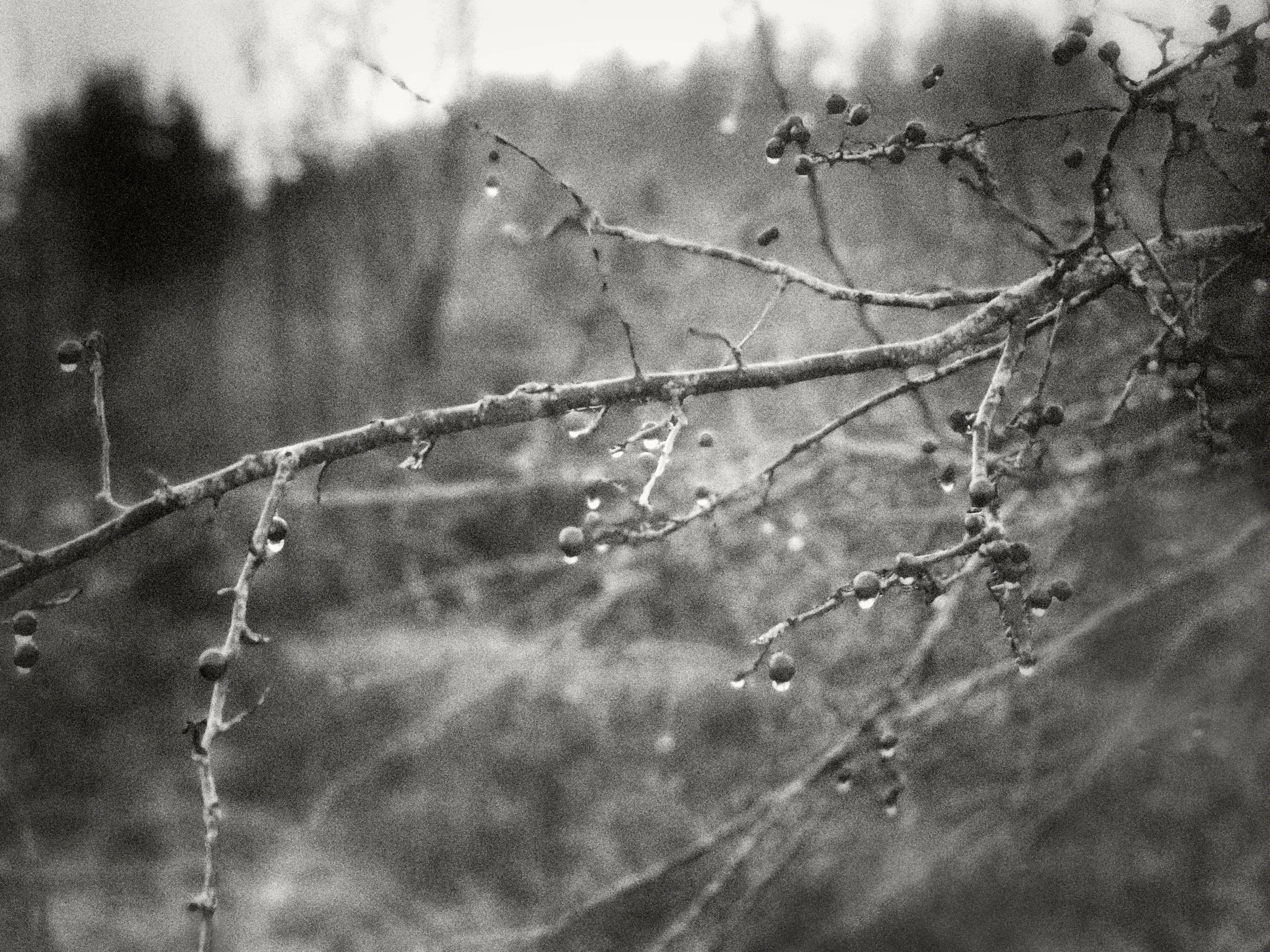 Lacuna — Megan Hatch, Artist