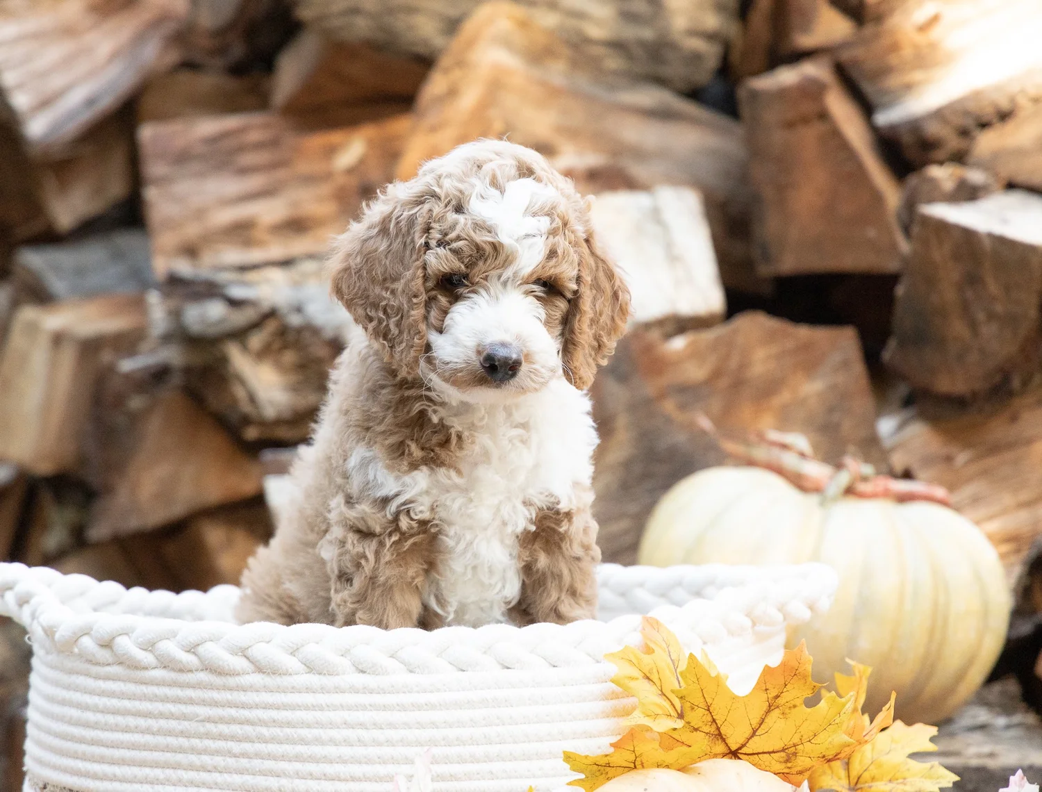 Our Puppy Curriculum — Olive Branch Bernedoodles