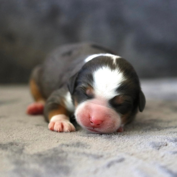What’s a Merle Bernedoodle? Meet Our Newest Star Pup — Olive Branch ...
