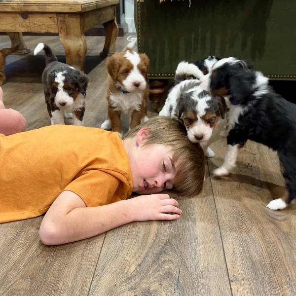 What’s a Merle Bernedoodle? Meet Our Newest Star Pup — Olive Branch ...