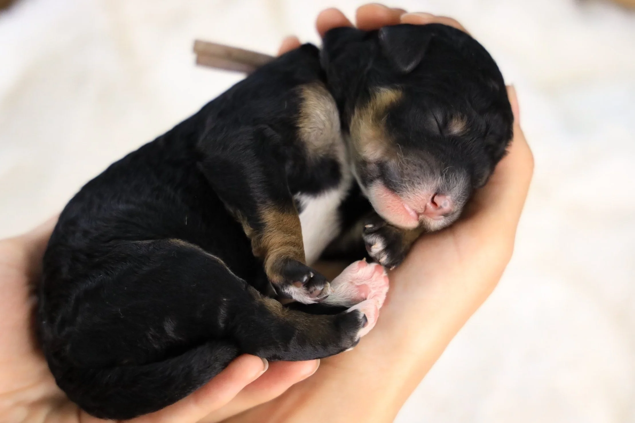 Our Puppy Curriculum — Olive Branch Bernedoodles