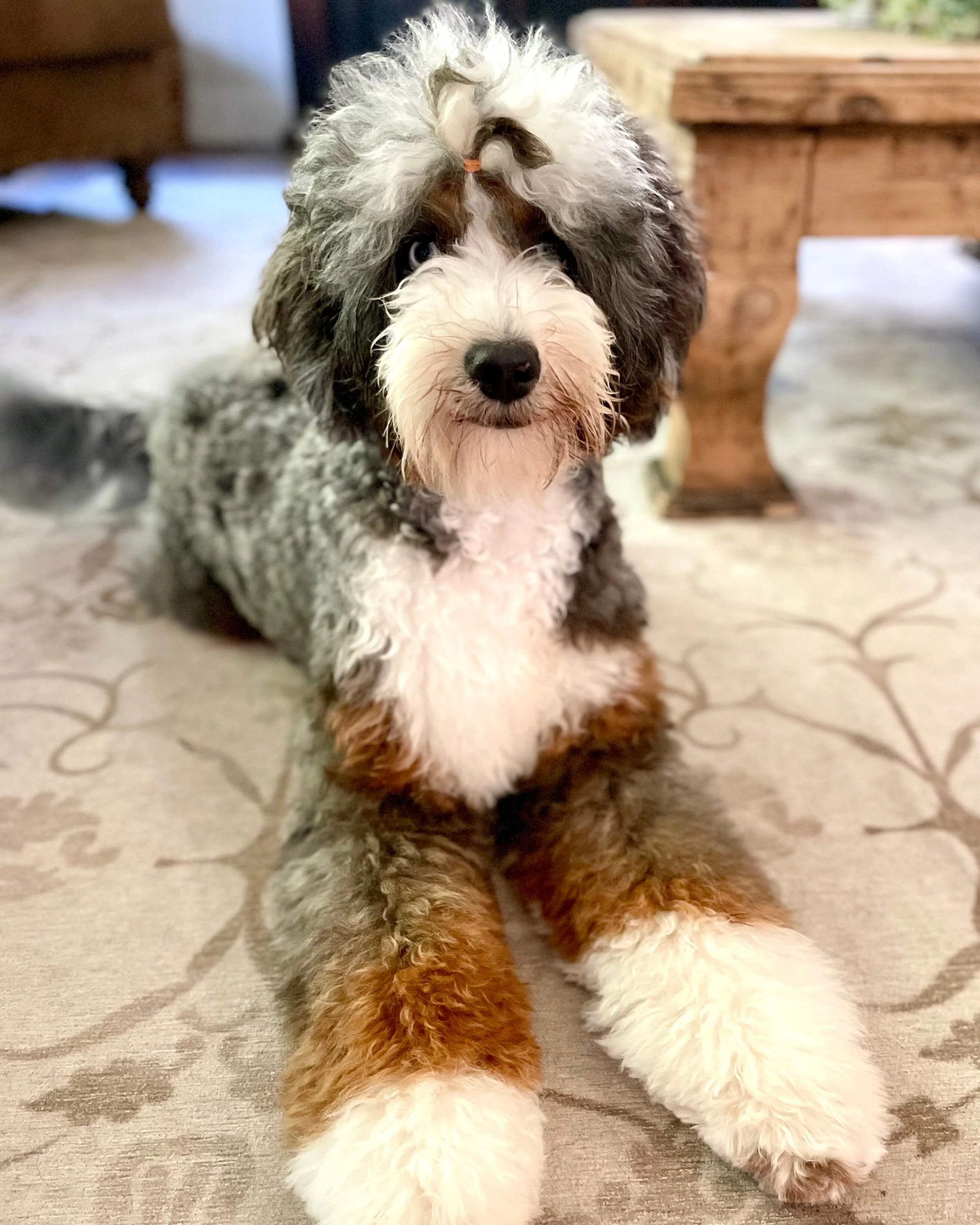 Upcoming / Current Litters — Olive Branch Bernedoodles