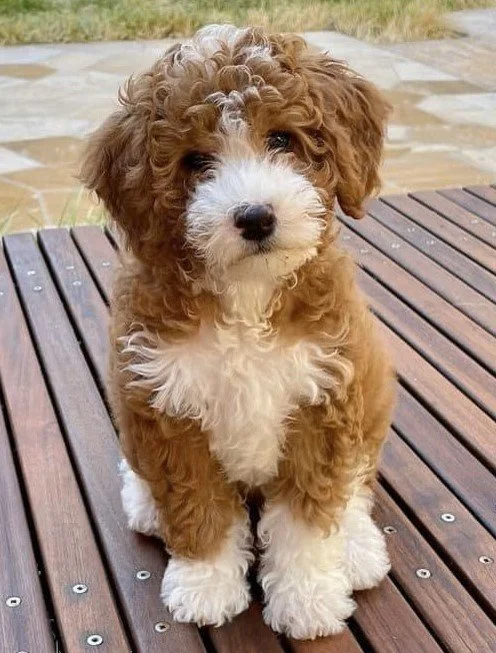 Bernedoodle Coat Types: How to Choose Your Perfect Pup — Olive Branch ...