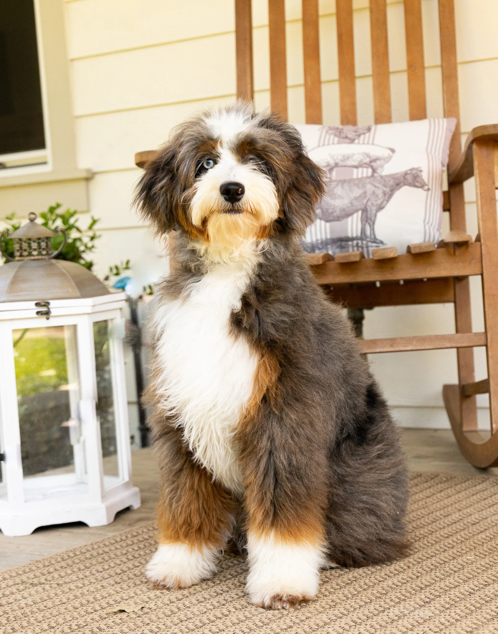 Upcoming / Current Litters — Olive Branch Bernedoodles