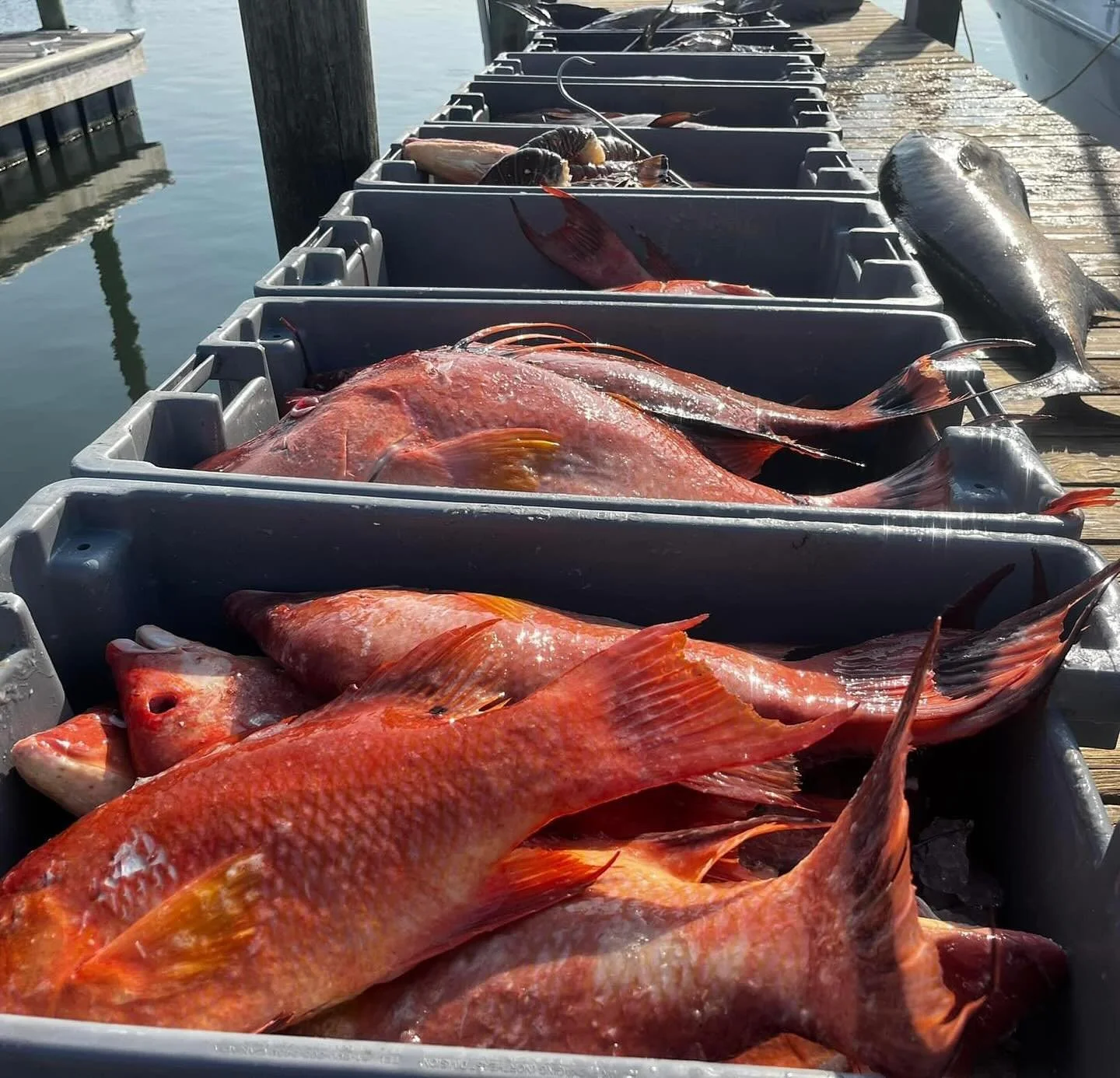 Surf City Crab & Seafood Market - Order Fresh Seafood Online