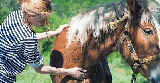 Cancer in Horses — Park City Equine - Veterinarian in Park City, UT