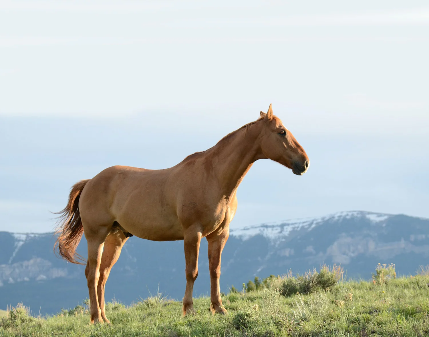 Park City Equine - Veterinarian in Park City, UT